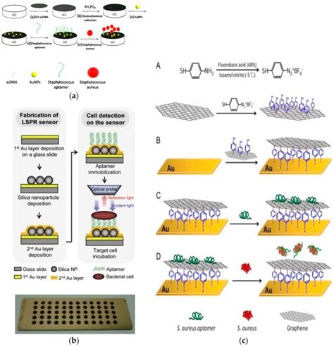Multifunctional Nanotechnology Enabled Sensors For Rapid Capture And Detection Of Pathogens