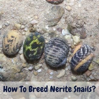 How To Breed Nerite Snails? Helpful Guides For Aquarists