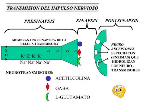 Mecanismo De Accion Insecticidas