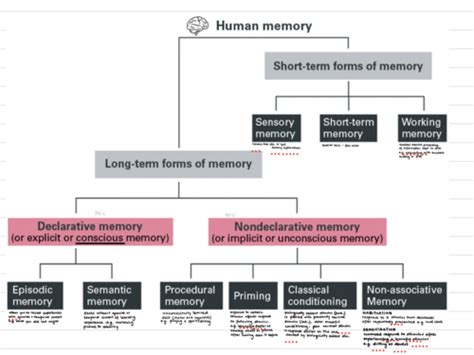 Learning And Memory 23 Karteikarten Quizlet