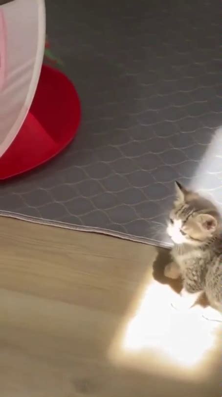 Friendship With Sun Started Via Tumbex