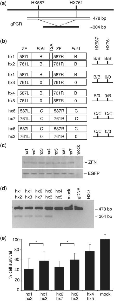 Targeted Chromosomal Deletion In Human Hoxb13 Locus A Diagram Of