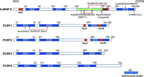 Structural Characteristics Of Pcbps And Their Post Translational Download Scientific Diagram