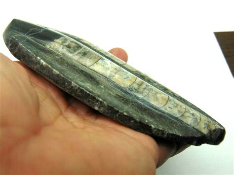 Orthoceras Fossil Ammonite Cephalopod 500 Million Yrs Old Matrix Extinct Marine