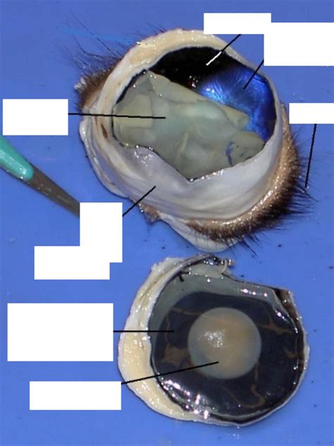 Cow Eye External Anatomy Cow Eye Dissection Pdf Free Avkiu