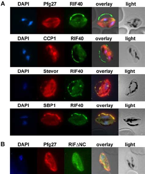 Immunofluorescence Colocalization In Stage Iii Gametocytes Methanol