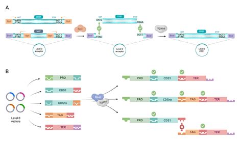 Tips And Tricks For Using Golden Gate Modular Cloning Moclo