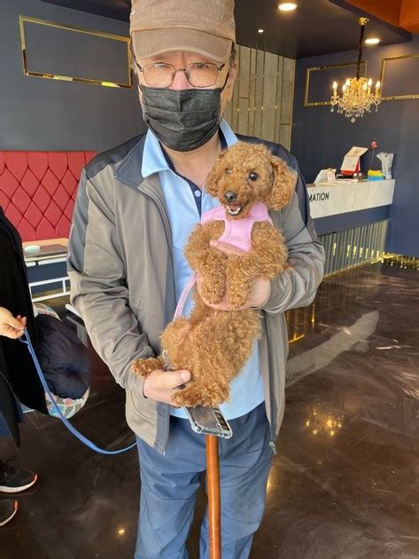 울산 2021 0051 푸들 초코 책임분양 폼스키크기 폼치크기 폼피츠크기 푸숑크기 노르웨이숲크기 데본렉스크기 뱅갈크기 샴크기 셀커크렉스크기 스핑크스크기 아메리칸숏헤어크기