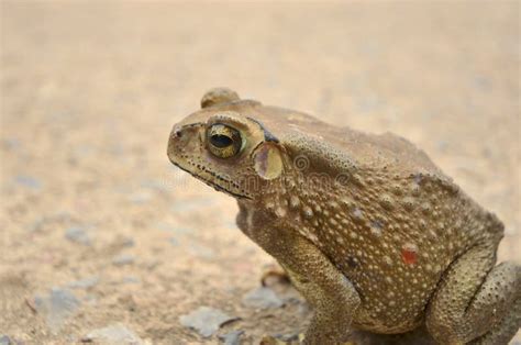 Ugly Old Toad On Concrete Floor Stock Image Image Of Brown