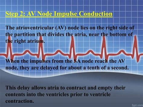 Generation And Conduction Of Cardiac Impulse Ppt