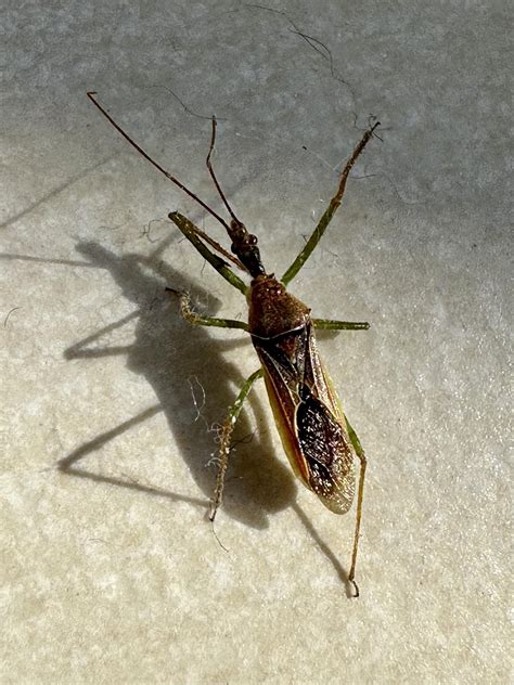 Leaf Hopper Assassin Bug A Bit Dusty Rentomology Leaf Hopper Assassin Bug A Bit Dusty Rentomology