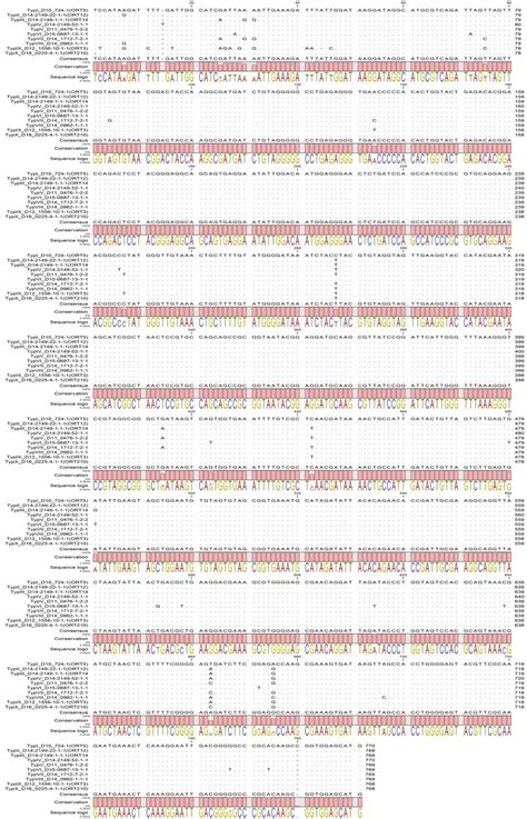 partial 16s rdna nucleotide sequences alignment of ort16s rdna gene