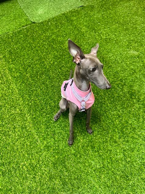 이탈리안 그레이 하운드 레오 책임분양 강아지무료분양 고양이무료분양 유기견입양 아이조아요양보호소