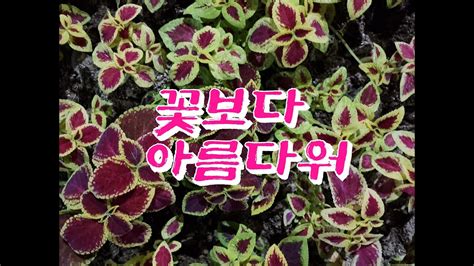 꽃보다 아름다워 Youtube