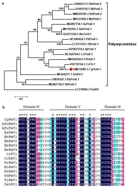 A Phylogenetic Analysis Performed By The Maximum Likelihood Ml