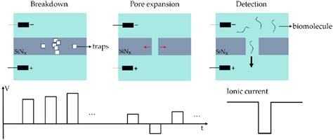 Figure 2 From Detection Of Biomolecules Using Solid State Nanopores Fabricated By Controlled