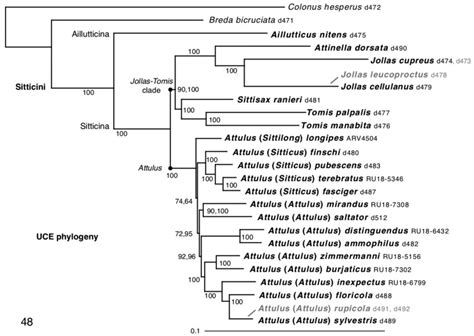 Maximum Likelihood Phylogeny From 757 Concatenated Uce Loci Average