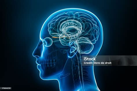 후각 전구 및 지역 3d 렌더링 그림의 Xray 프로필 보기입니다 인간의 뇌 및 신체 해부학 의학 생물학 과학 신경 과학 신경학 개념 후각망울에 대한 스톡 사진 및 기타