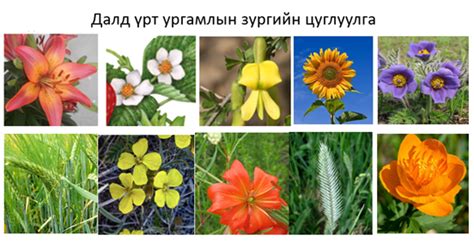 Мэдлээ Цахим контент