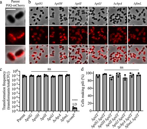 The Pil Chp Pathway In A Baylyi Has Evolutionarily Diverged In Download Scientific Diagram