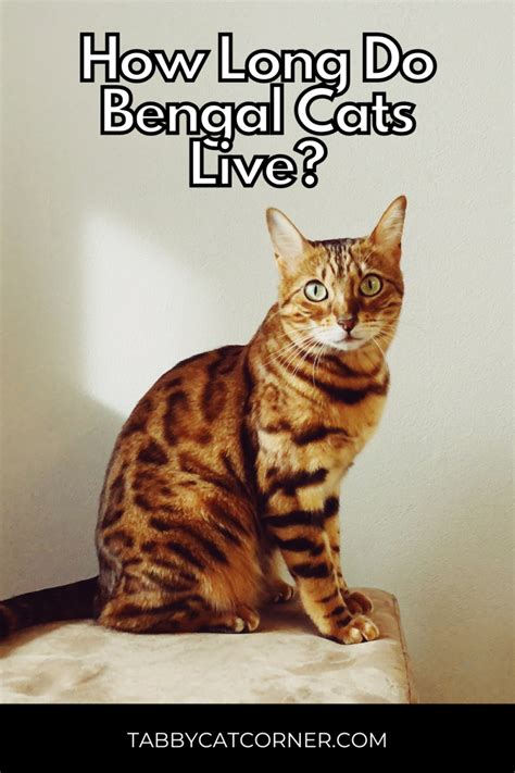 Bengal Cat Lifespan How Long Do They Live