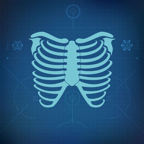 Skeleton Blueprint Analysis 8910858 Vector Art At Vecteezy
