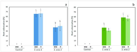 Percentage Of Root Colonization In Wheat Plants A Tomato Plants B Download Scientific