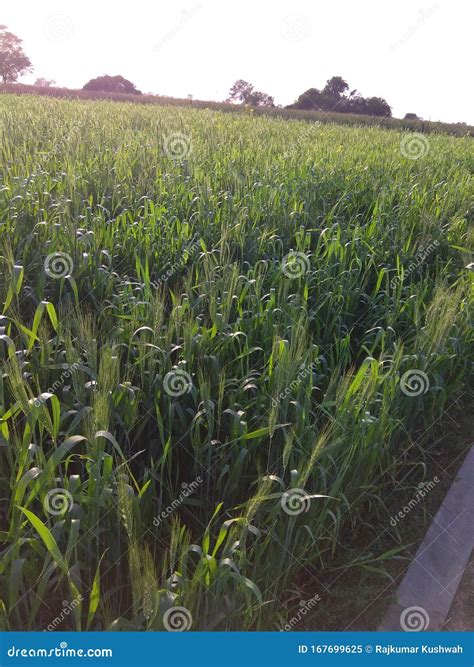 wheat plants wheat crop in madhya pradesh india stock image image of