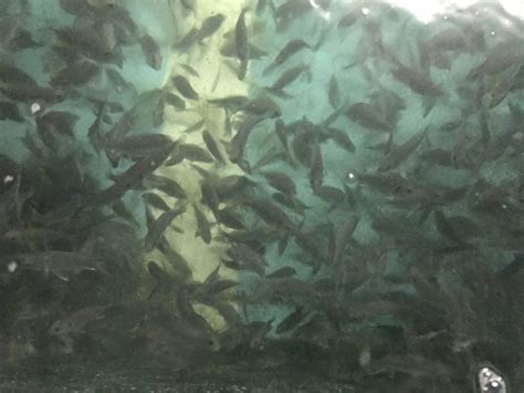 نخستین مرکز پیشرفته تولید بچه ماهی گونه های بومی خلیج فارس افتتاح شد