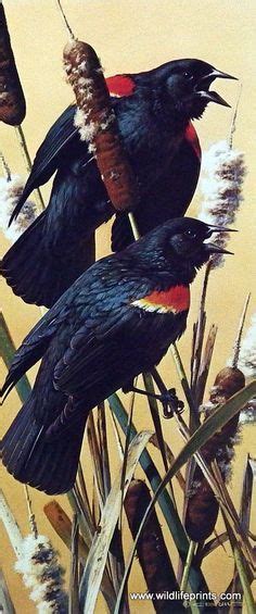 30 Blackbird Tattoo Ideas Black Bird Red Wing Blackbird Birds Tattoo