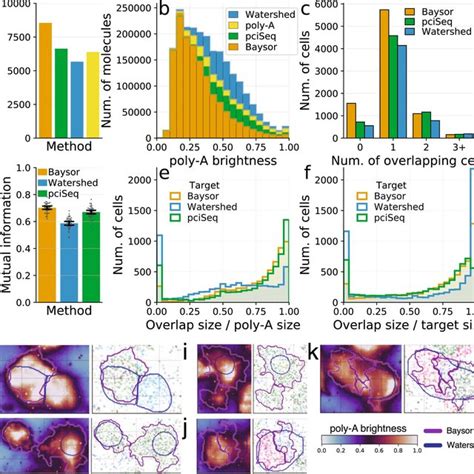 Cell Segmentation In Imaging Based Spatial Transcriptomics Request Pdf