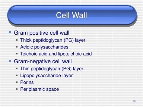 Mycoplasma Cell Wall Composition