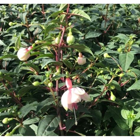 Fuchsia Metz Trailing 1l Pot Plants From Leafy Tiger Uk Fuchsia Metz Trailing 1l Pot Plants From Leafy Tiger Uk