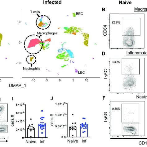 ScRNA Seq Analysis Reveals An Enhanced Immune Cell Recruitment To The