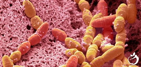 Perianal Strep Diagnosis Prevention Treatment Pandas Blog Perianal Strep Diagnosis Prevention Treatment Pandas Blog