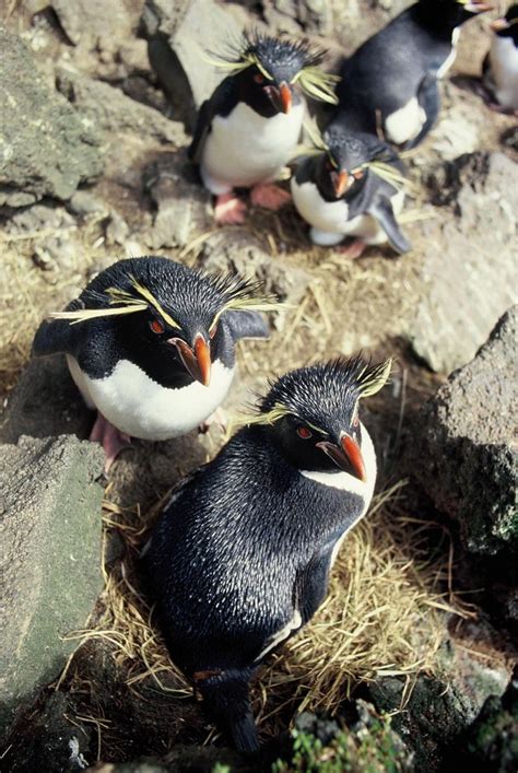 Eastern Rockhopper Penguin New Zealand Birds Online Emperor Penguin