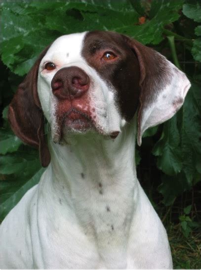 Chindi White Mtn Apache Gspca German Shorthaired Pointer Club Of America