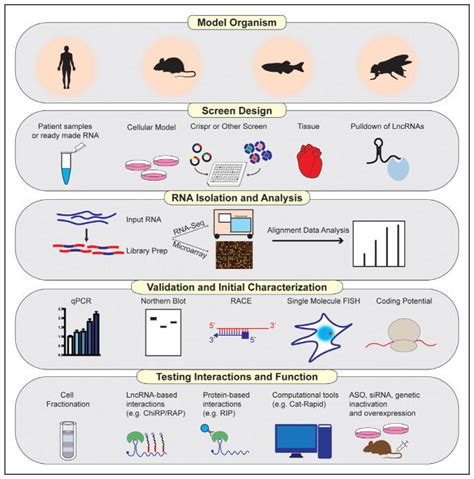 Long Noncoding Rna Discovery In Cardiovascular Disease Decoding Form To Function Pmc