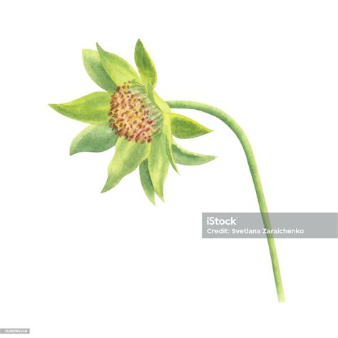 하얀 배경에 분리된 딸기 꽃 수채화 손으로 그린 그림입니다 광고 포장 메뉴 초대장 명함 엽서 인쇄 0명에 대한 스톡 벡터 아트 및 기타 이미지 Istock