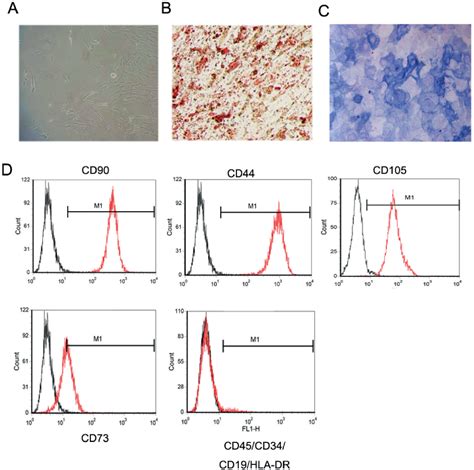 Figure From Long Non Coding RNA DANCR Induces Chondrogenesis By Regulating The MiR MMP
