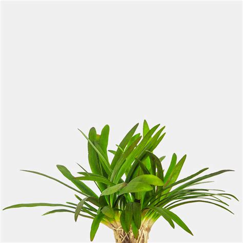 Broadleaf Chilensis Sagittaria Platyphylla