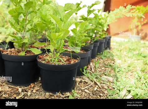 Seedlings Of Green Tree In Pots Gardening And Planting Stock Photo Alamy