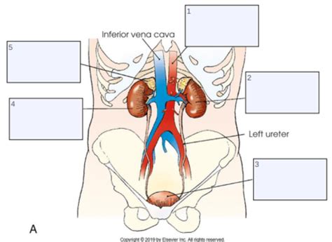 Urinary System Labeling Assignment Flashcards Quizlet