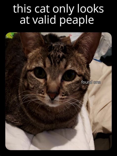 you are all valid 3 r traaaaaaannnnnnnnnns