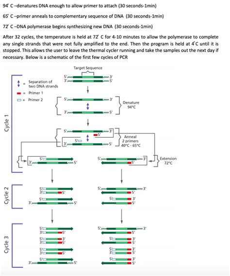 Solved PCR (Polymerase Chain Reaction) Purpose: To become | Chegg.com
