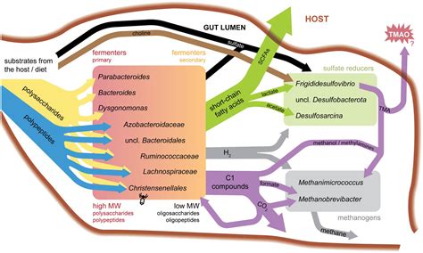 Frontiers Disentangling Hindgut Metabolism In The American Cockroach