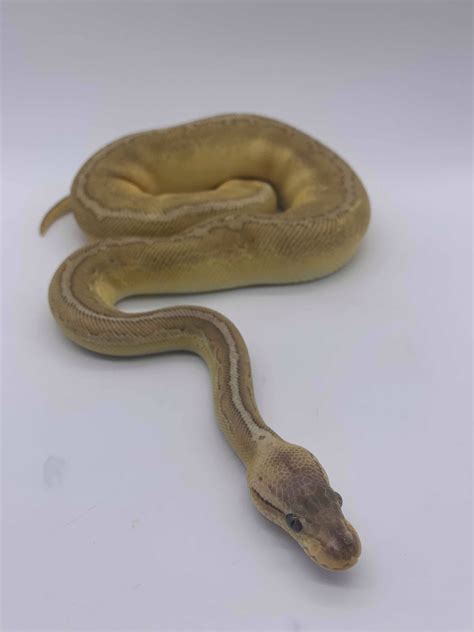 Exo Lbb Ball Python Traits Morphpedia