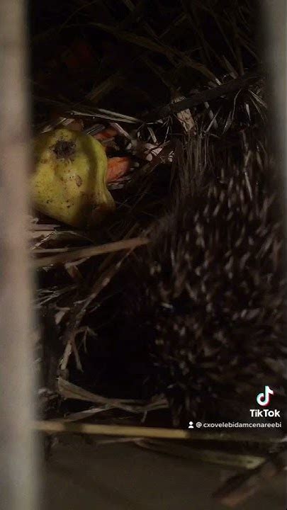 ზღარბი😻😻😻 Youtube