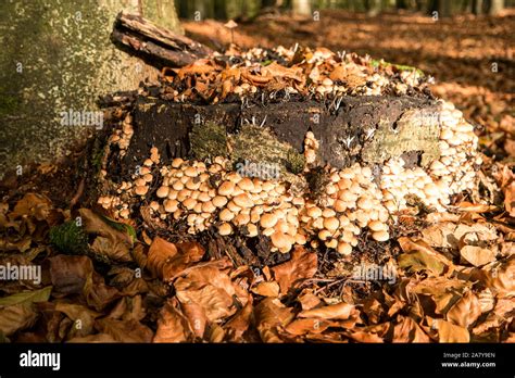 Tree Mushrooms On A Tree Stump In A Forest Stock Photo Alamy