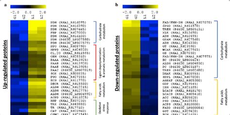 Overview Of The Differentially Expressed Proteins FDR